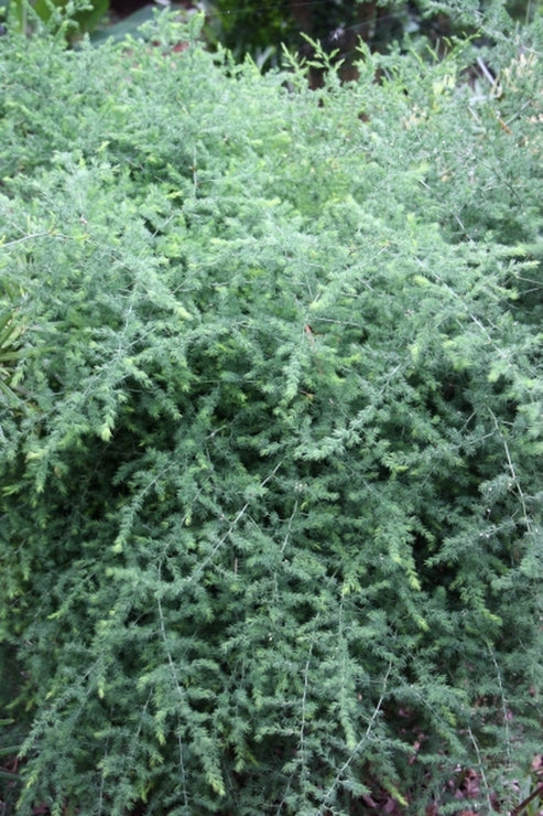 Learn about Asparagus africanus | African Asparagus Fern | Perennial ...