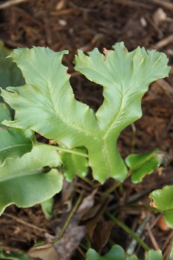 Learn about Asplenium scolopendrium 'Furcata' | Split Crest Hart's ...