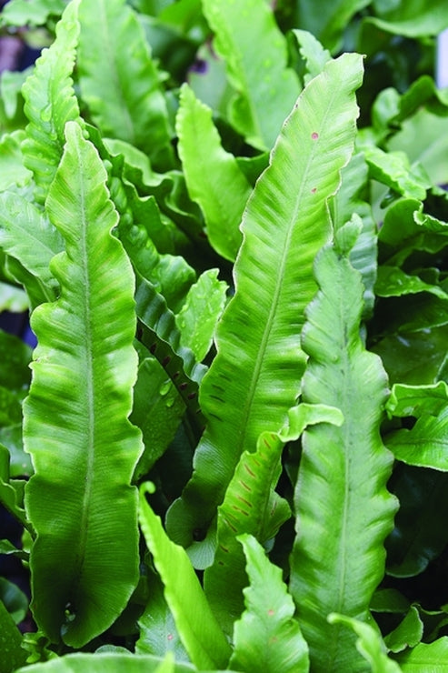 Learn about Asplenium scolopendrium 'Undulatum' | Undulate Hart's ...