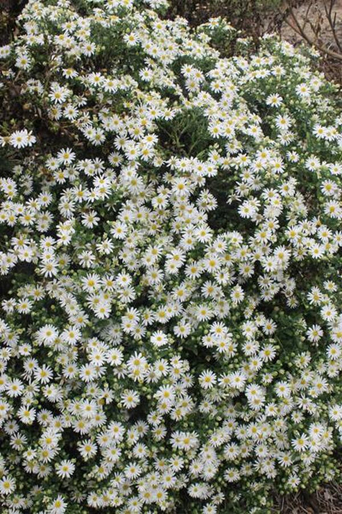 Learn about Aster ageratoides 'Ashivi' | Ashivi Fall Japanese Aster ...