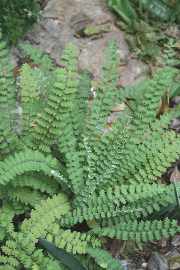Learn about Astrolepis windhamii | Windham's Wavy Cloak Fern ...