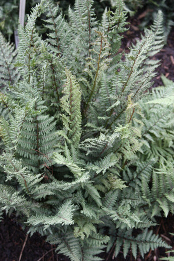 Learn about Athyrium 'Ursula's Dwarf' | Ursula's Dwarf Hybrid Fern ...