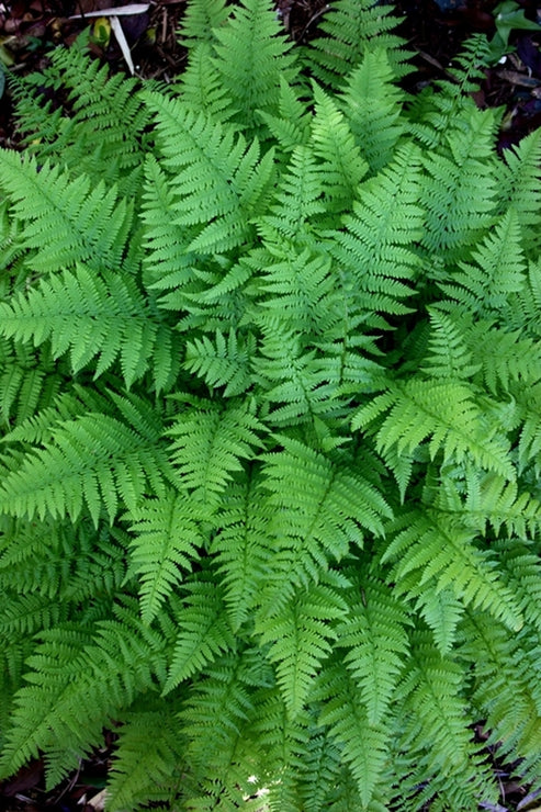 Learn about Athyrium filix-femina 'Minutissimum' | Dwarf Lady Fern ...