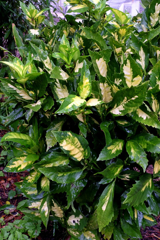 Learn about Aucuba japonica 'Shugetsu' | New Year Japanese Laurel | Perennial Encyclopedia