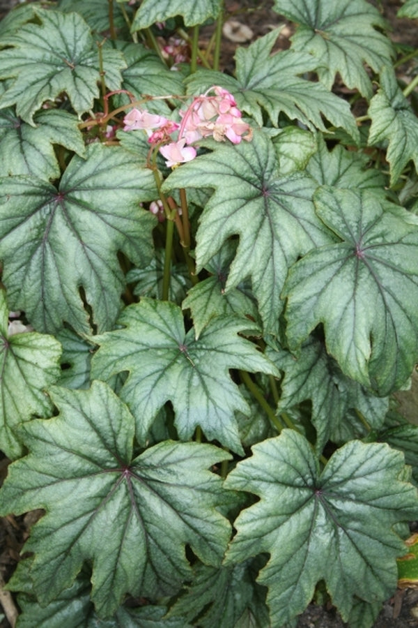 Learn about Begonia 'Metallic Mist' PP 19,567 | Hardy Begonia ...