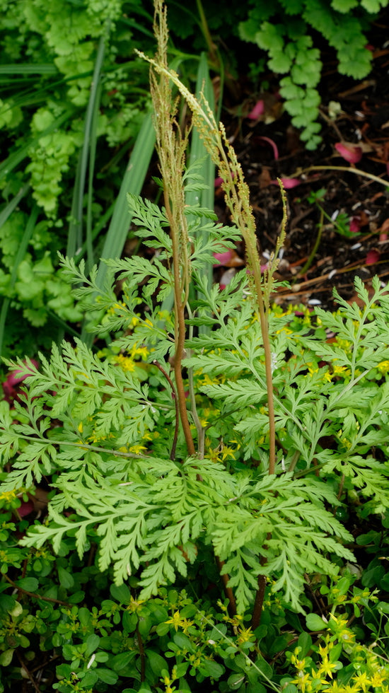 Botrypus virginianus | Virginia Rattlesnake Fern