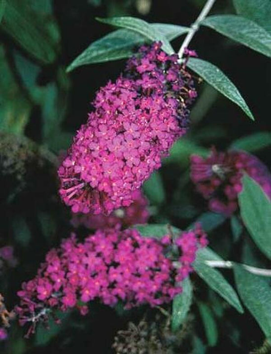 Learn about Buddleia 'Attraction' | Attraction Butterfly Bush ...