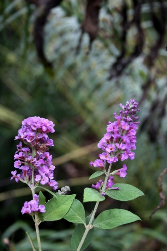 Learn about Buddleia 'Blue Chip' PP 19,991 | Blue Chip Butterfly Bush ...