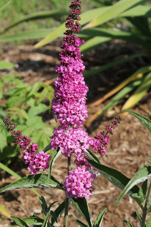 Learn about Buddleia 'Pink Micro Chip' PP 26,547 | Pink Micro Chip ...