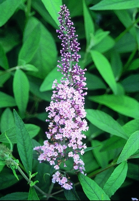 Learn about Buddleia davidii 'Bonnie' | Butterfly Bush | Perennial ...