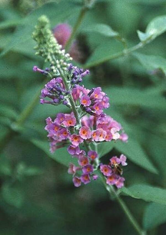Learn about Buddleia x weyeriana 'Bicolor' | Bicolor Butterfly Bush ...
