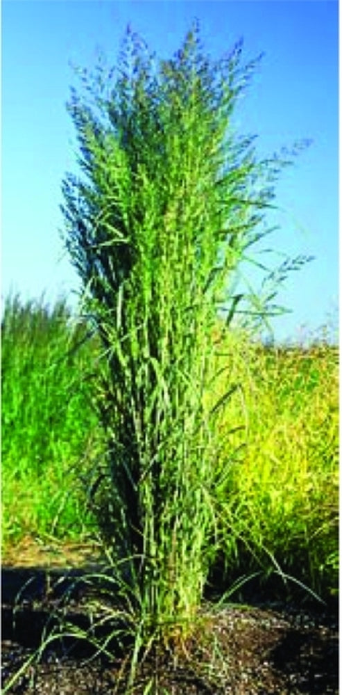 Learn about Calamagrostis acutiflora 'Avalanche' | Feather Reed Grass ...