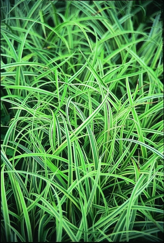 Learn about Carex 'Silver Scepter' | Silver Sceptre Sedge | Perennial ...