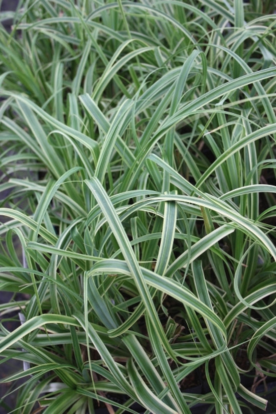 Learn about Carex trifida 'Rekohu Sunrise' PP 20,512 | Sedge ...