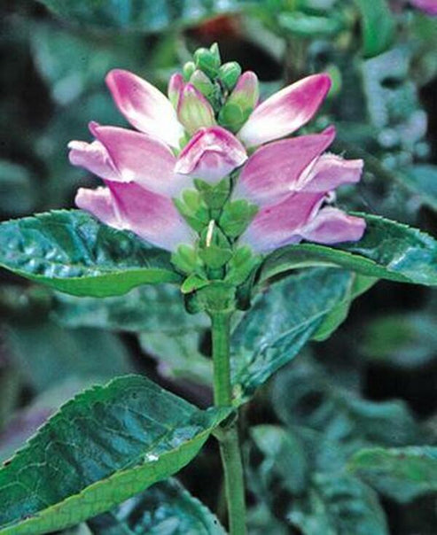 Learn about Chelone obliqua var. speciosa | Purple Turtlehead ...