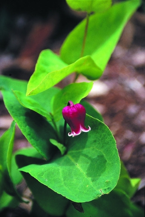 Learn about Clematis addisonii | Addison's Clematis | Perennial ...