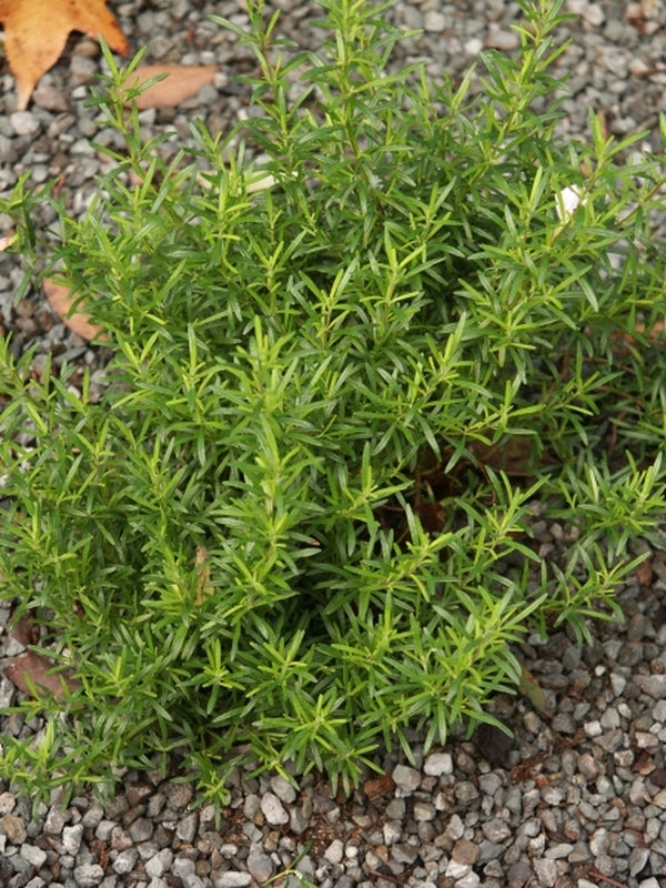 Learn about Conradina glabra 'Torreya Dwarf' - NOT OUTSIDE NC ...