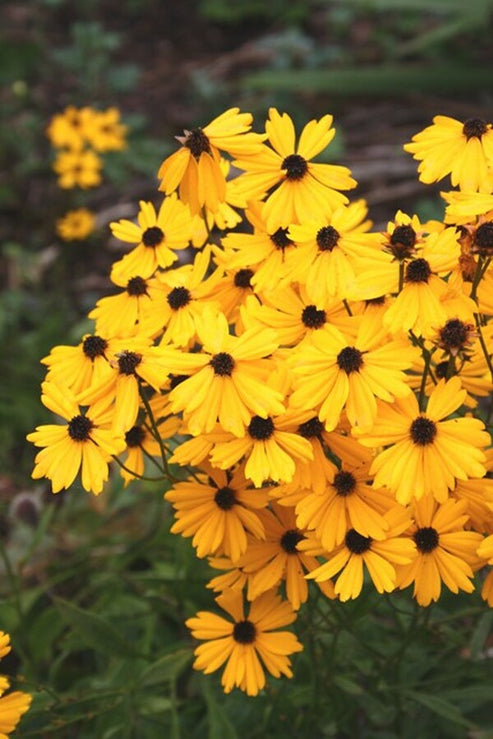 Learn about Coreopsis gladiata Florida form | Coastal Plain Tickseed ...