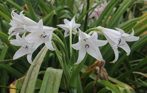 Learn about Crinum 'African Queen' | African Queen Crinum Lily ...