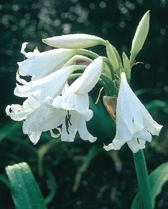 Learn about Crinum 'White Prince' | White Prince Crinum Lily ...