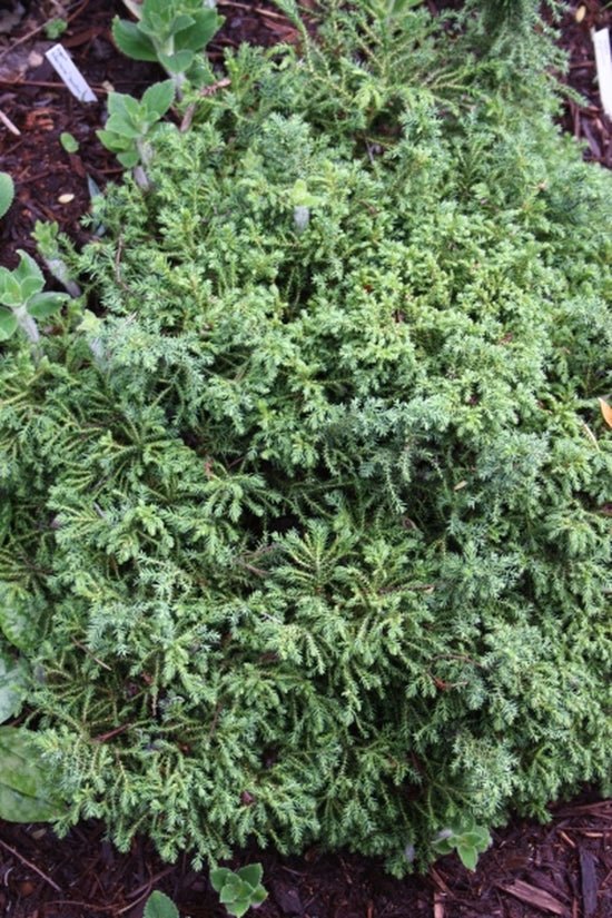 Learn about Cryptomeria japonica 'Ryoku Gyoku Ryu' | Ryoku Gyoku Ryu ...