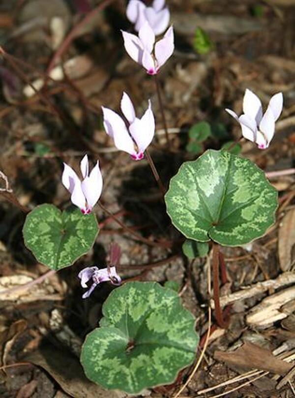 Learn about Cyclamen cilicium | Turkish Hardy Cyclamen | Perennial ...