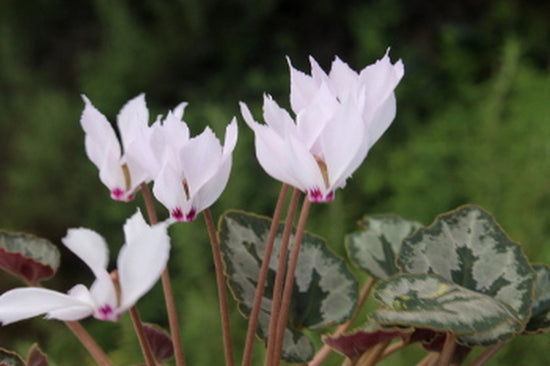 Learn about Cyclamen mirabile | Marvelous Hardy Cyclamen | Perennial ...