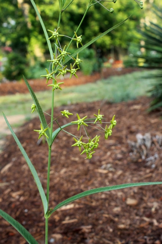 Learn about Cynanchum paniculatum | Paniculate Cynanchum | Perennial ...