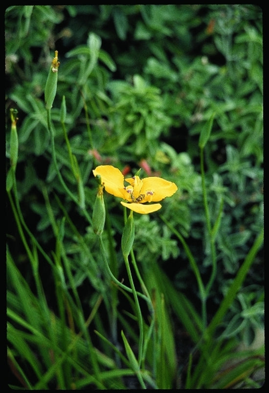 Learn about Cypella peruviana | Goblet Flower | Perennial Encyclopedia