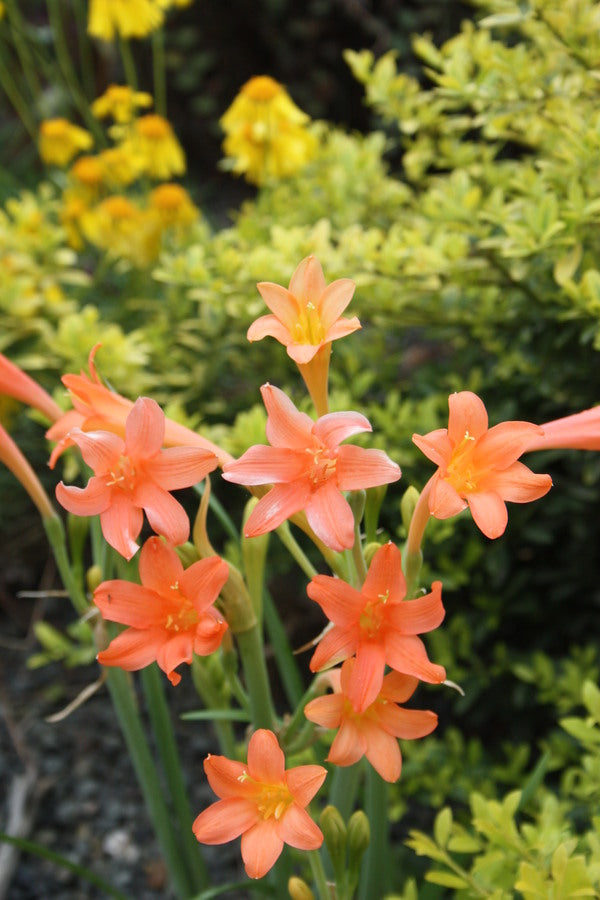 Learn about Cyrtanthus x henryae 'William Penn' | William Penn Hybrid ...