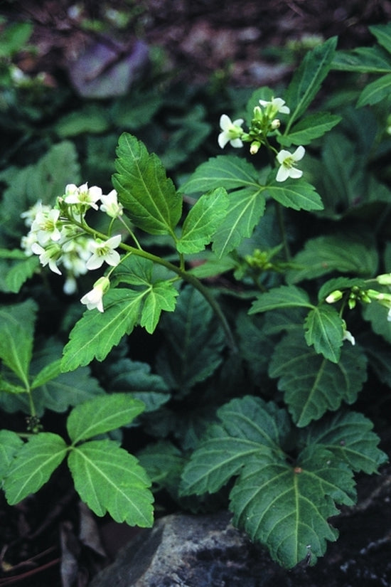 Learn about Dentaria diphylla 'Supermax' | Supermax Two-leafed ...