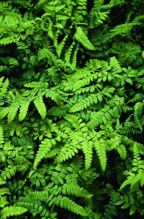 Learn about Dryopteris x remota | Remote Wood Fern | Perennial Encyclopedia