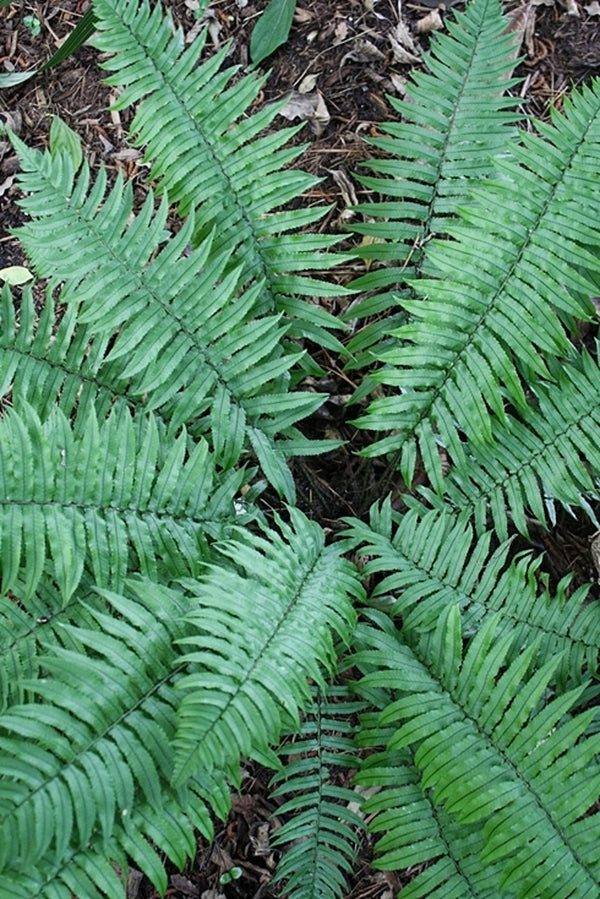 Learn about Dryopteris stenolepis | Chinese Lizard Fern | Perennial ...