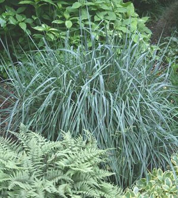 Learn about Elymus 'Canyon Prince' | Clumping Blue Wild Rye | Perennial ...