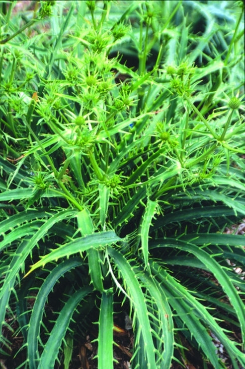 Learn about Eryngium sp. 'La Canada' | Eryngium | Perennial Encyclopedia