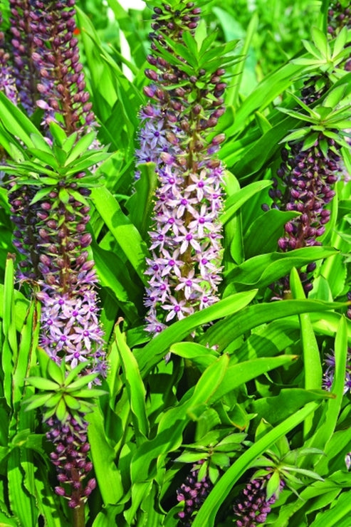 Learn about Eucomis 'Reuben' | Pineapple Lily | Perennial Encyclopedia