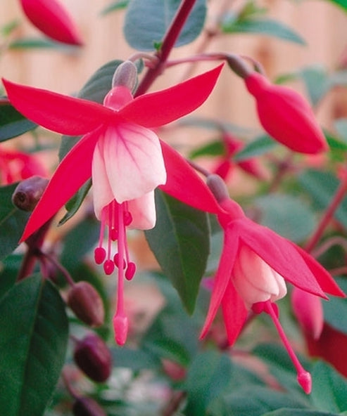 Learn about Fuchsia 'Sunistanf' PPAF | Snow Fire Hardy Fuchsia ...