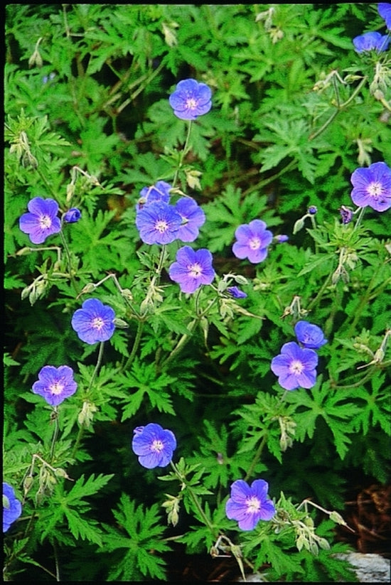 Learn about Geranium 'Brookside' | Cranesbill | Perennial Encyclopedia