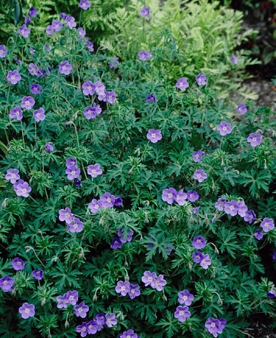 Learn about Geranium 'Brookside' | Cranesbill | Perennial Encyclopedia