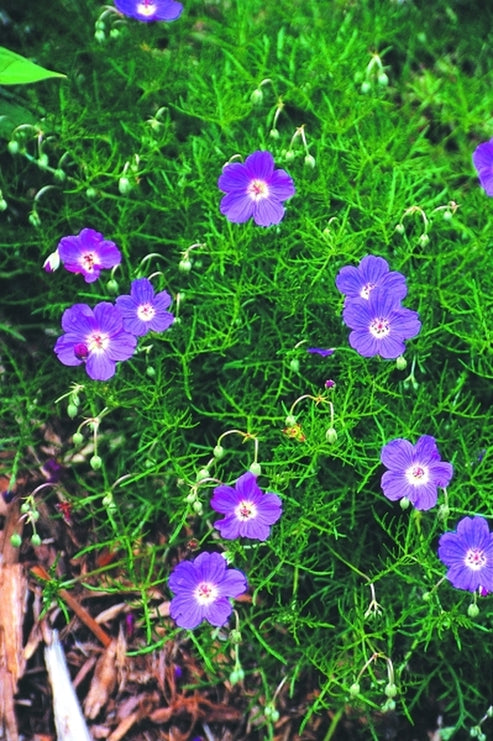 Learn about Geranium incanum 'Sugar Plum' | Hardy Geranium | Perennial ...