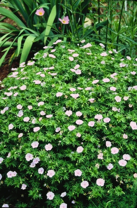 Learn about Geranium sanguineum var. striatum | Bloody Cranesbill ...