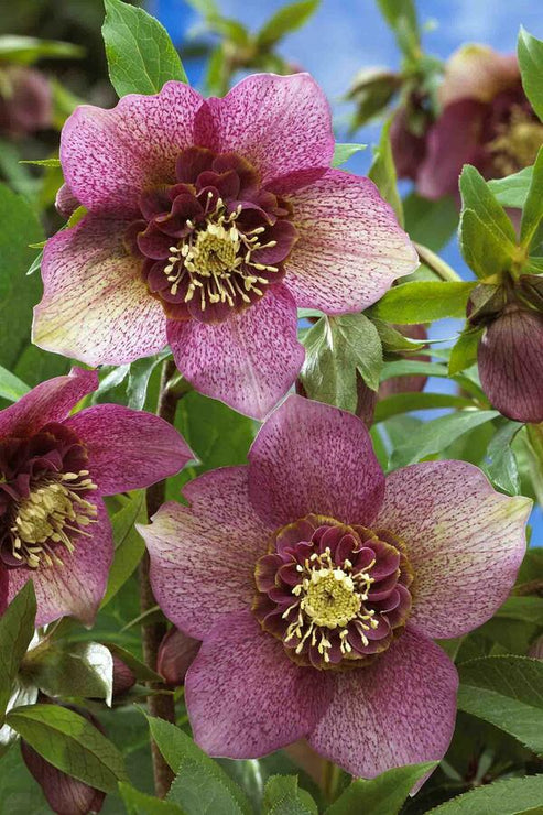 Learn about Helleborus x hybridus 'Tutu' | Tutu Hybrid Lenten Rose ...