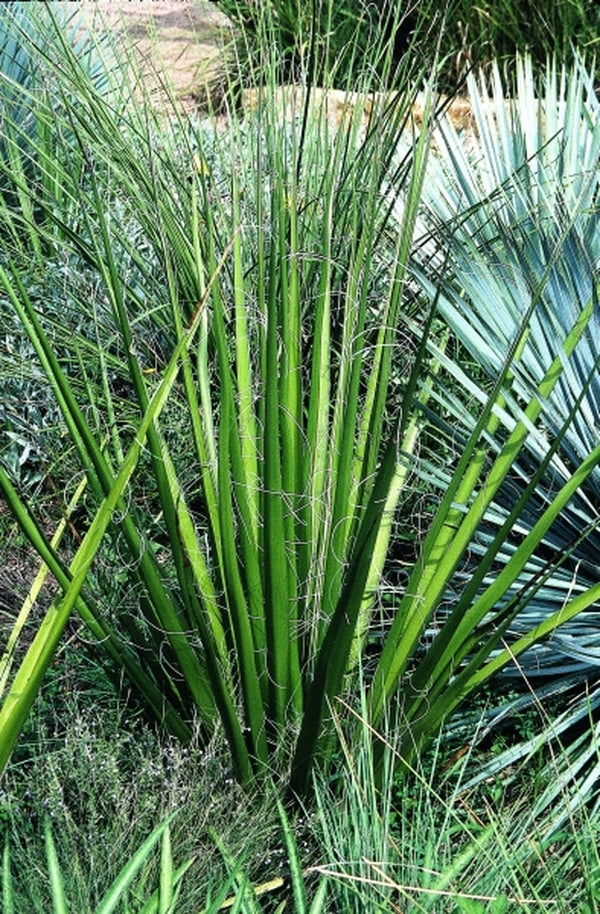 Learn about Hesperaloe funifera | Giant False Yucca | Perennial ...