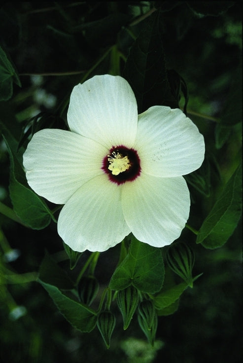 Learn about Hibiscus californicus | California Hardy Mallow | Perennial ...