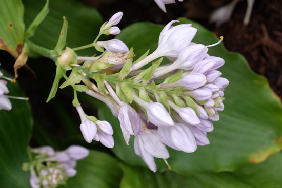 Learn about Hosta 'A Scape Plan' | T. Avent 20 | Perennial Encyclopedia