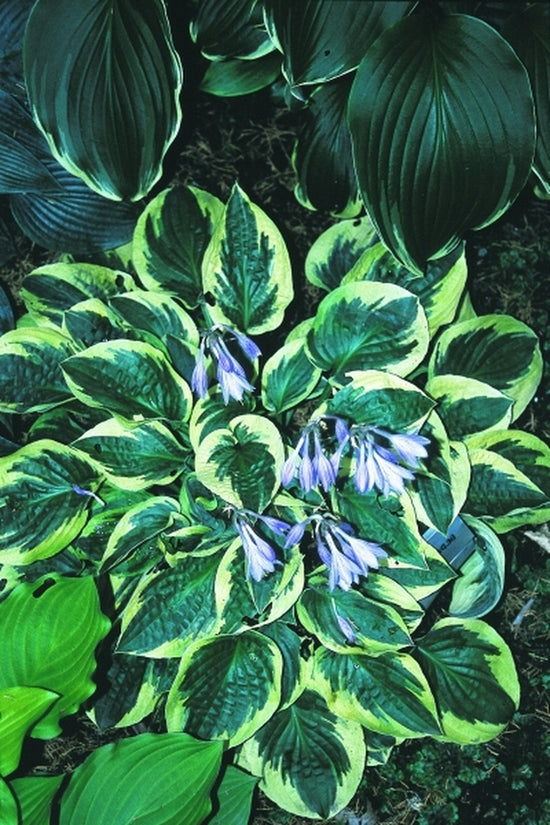 Learn about Hosta 'Bedazzled' | D. Dean 99 | Perennial Encyclopedia