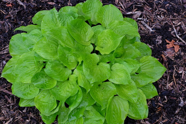 Hosta Blonde Ambition | Blonde Ambition Hosta - Plant Delights Nursery