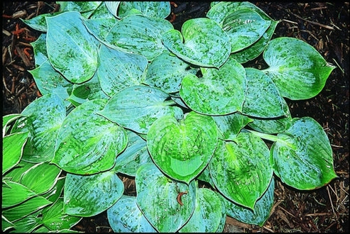 Learn about Hosta 'Blue Moon' | E. Smith/P. Aden 76 | Perennial ...