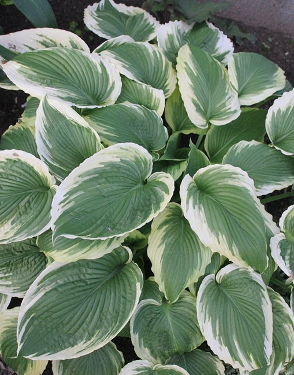 Learn about Hosta 'Bridal Falls' PPAF | J. Van den Top 11 | Perennial ...