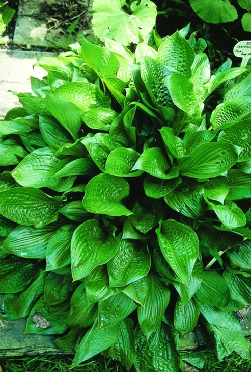 Learn about Hosta 'Bubba' | T. Avent 98 | Perennial Encyclopedia
